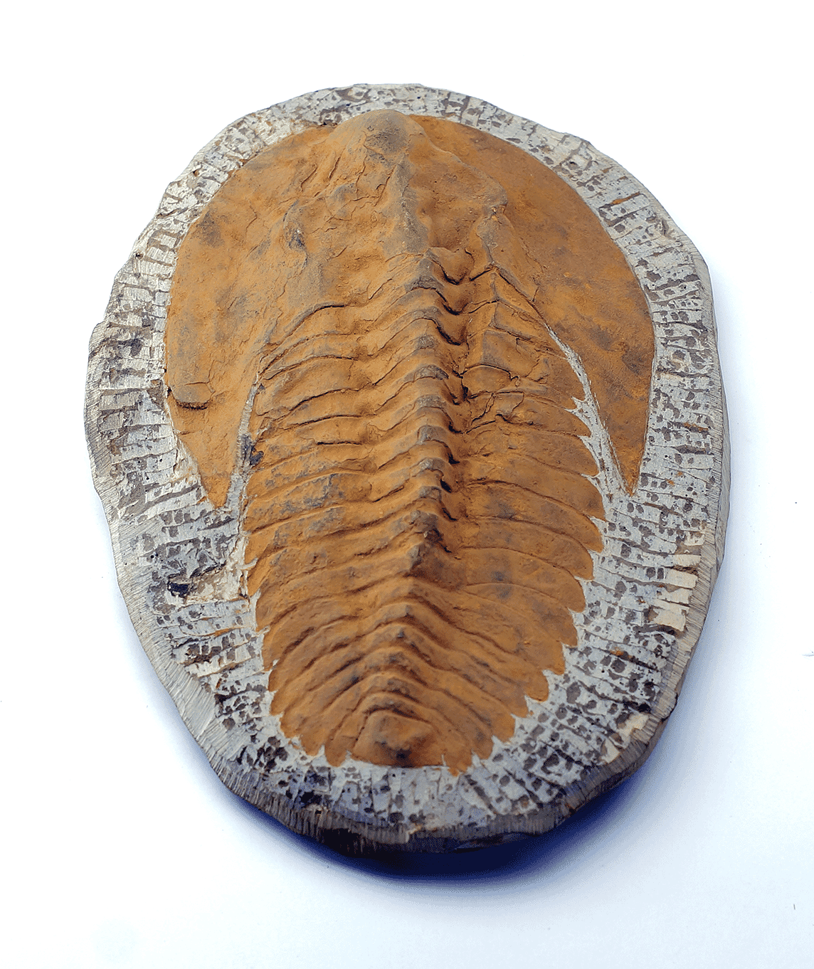 Fossil Trilobite, 535 Million Years Old – Moorabool Antique Galleries