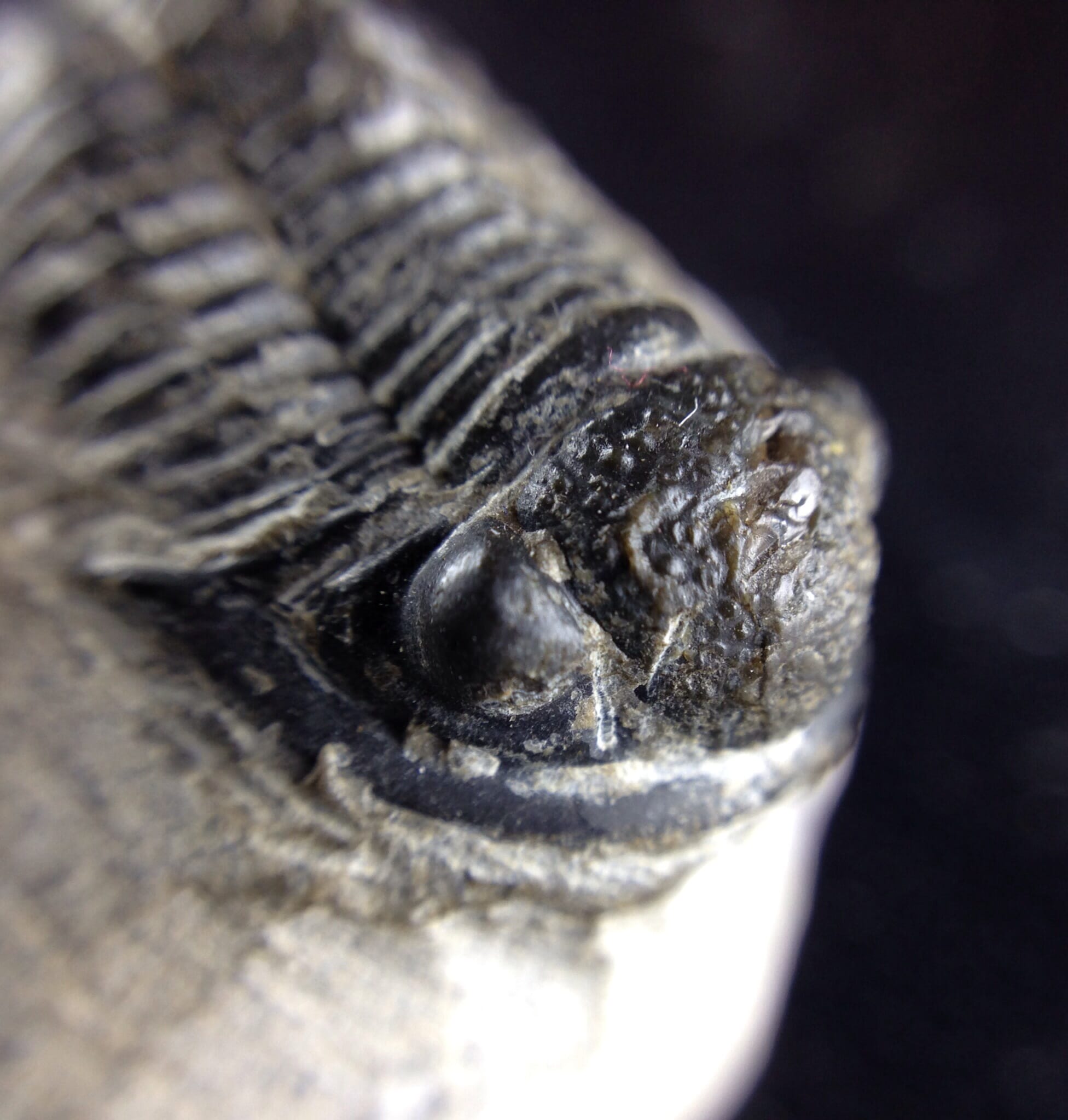 Fossil trilobite, Phacops africanus, from Morocco, -6390 – Moorabool ...