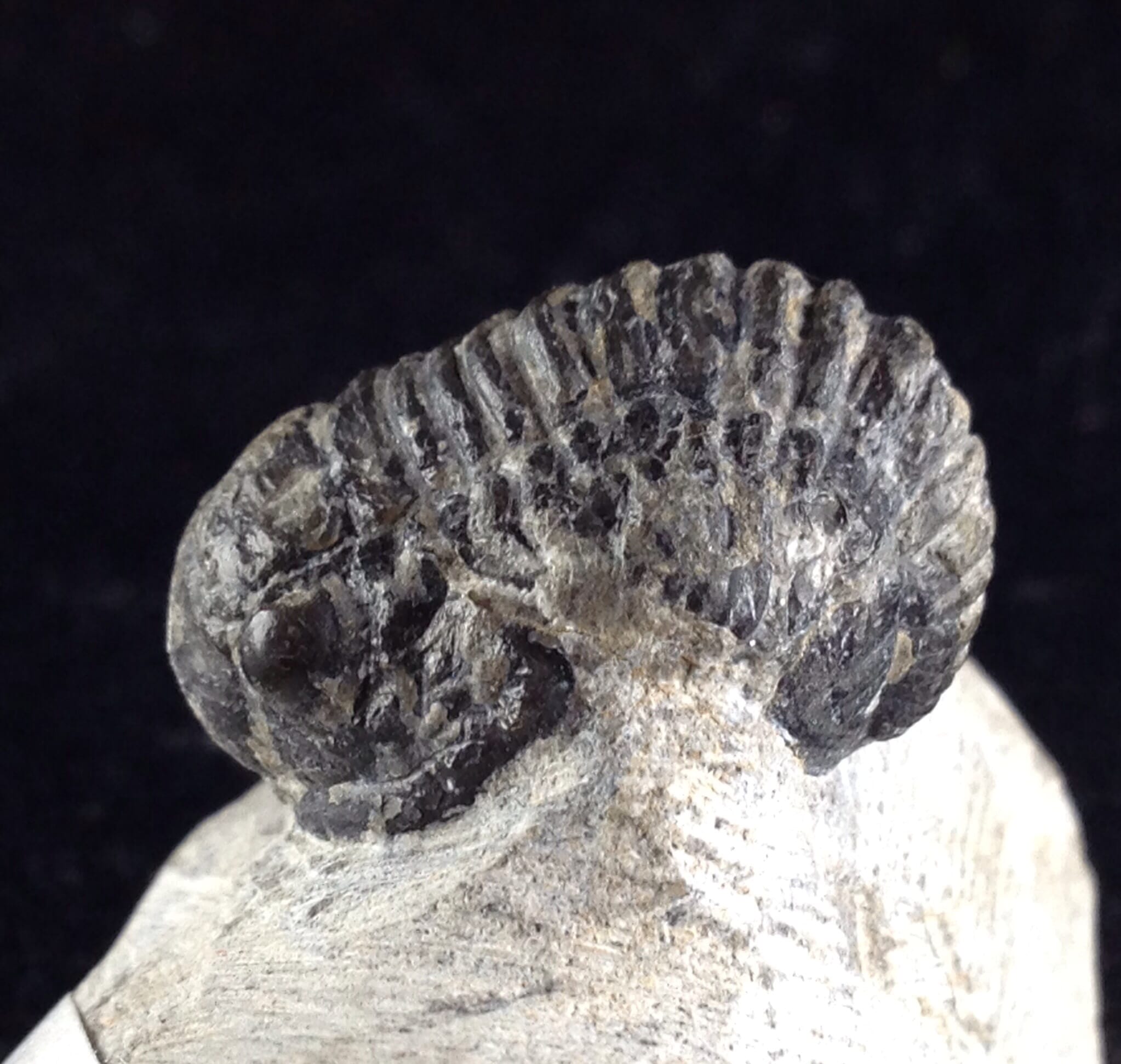 Fossil trilobite, Phacops africanus, from Morocco, -6391 – Moorabool ...