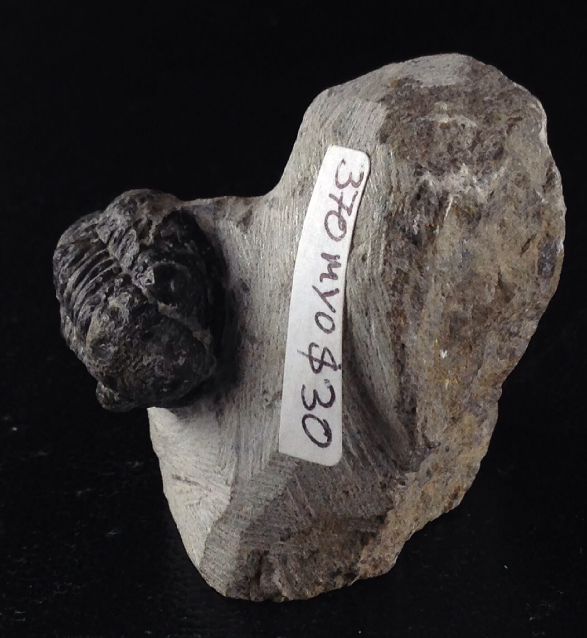 Fossil trilobite, Phacops africanus, from Morocco, -6392 – Moorabool ...
