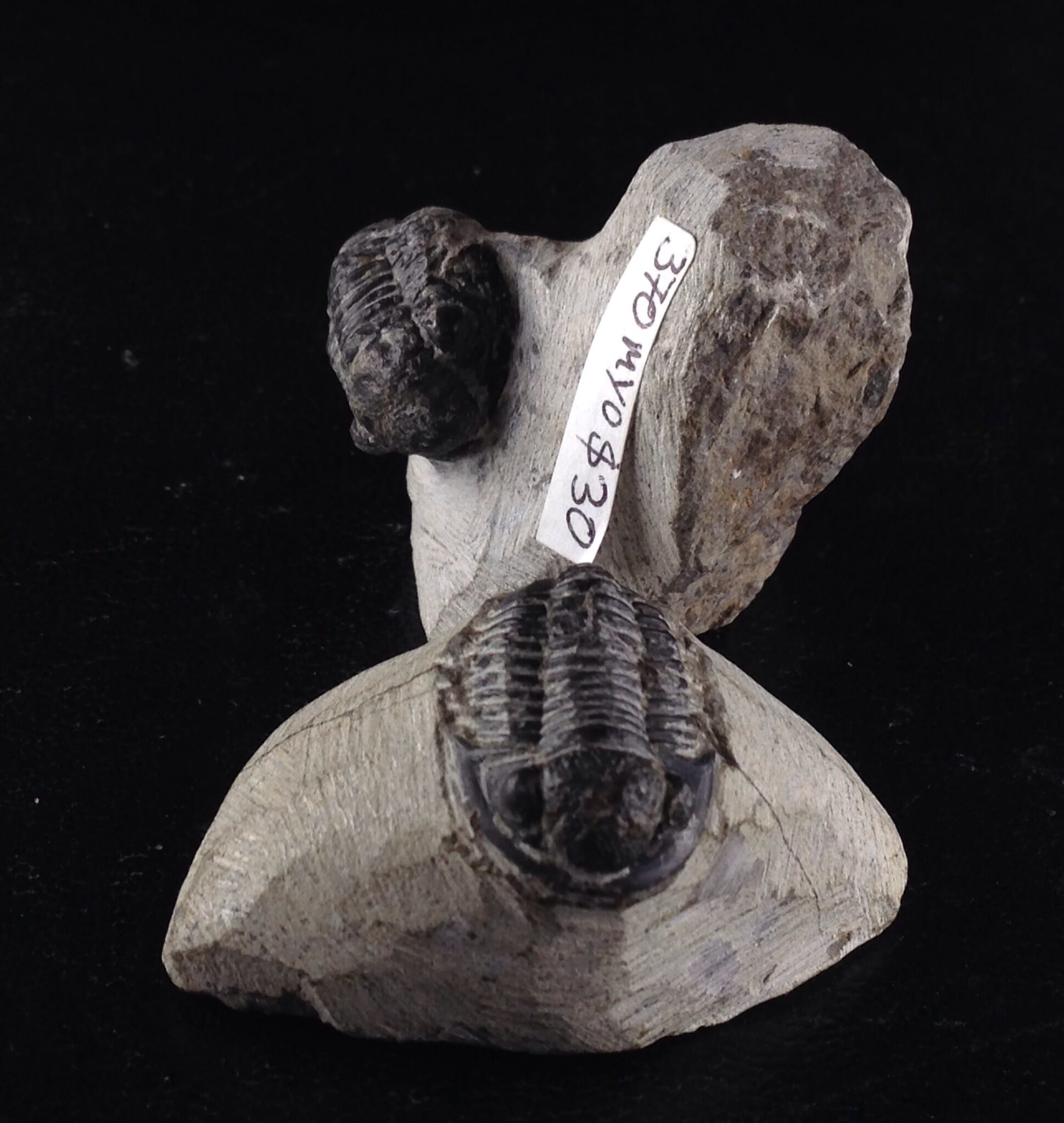 Fossil trilobite, Phacops africanus, from Morocco, -6395 – Moorabool ...