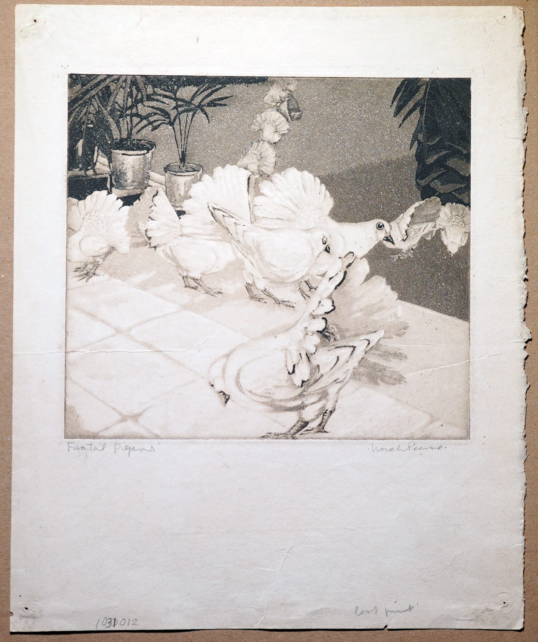 NoelPearce-Fantails-print – Moorabool Antique Galleries